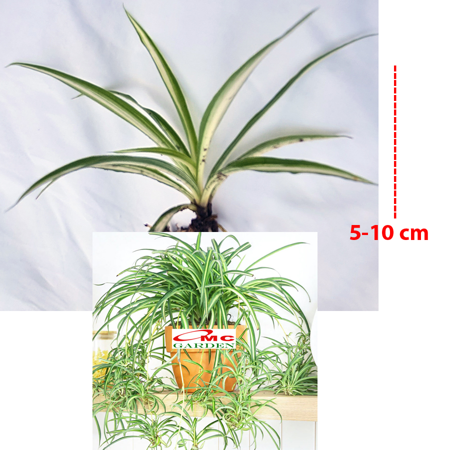 Jual Spider Plant Tanaman Laba-Laba Chlorophytum Comosum Lili Lily ...