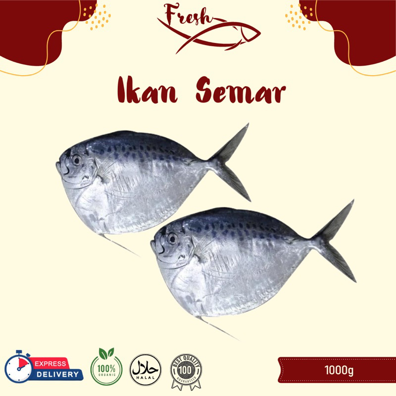 Jual IKAN SEMAR/IKAN ANYI-ANYI/IKAN BAGONG FRESH 1kg | Shopee Indonesia