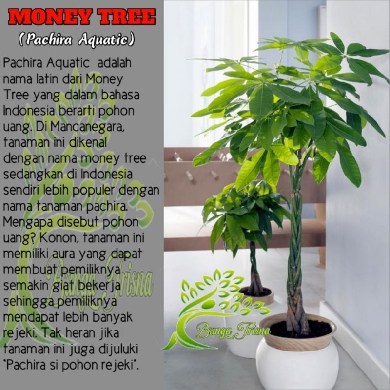 Jual TANAMAN HIAS PACHIRA AQUATIC MONEY TREE/POHON DUIT INCLUDE POT ...
