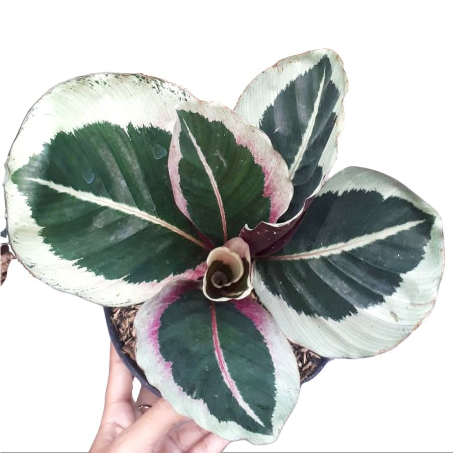 Jual Tanaman Hias Calathea Cynthia-Tanaman Hias Calathea Cynthia Silver ...