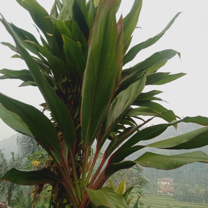 Jual Daun hanjuang atau andong hijau 50 lembar | Shopee Indonesia