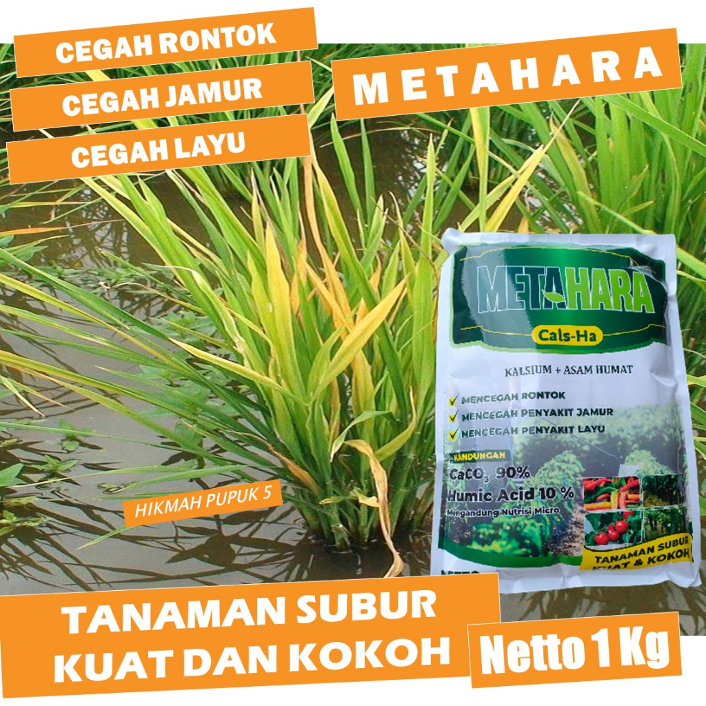 Jual PUPUK ATASI KUNING/KERDIL DAUN PADI OBAT ORGANIK METAHARA ... Jual PUPUK ATASI KUNING/KERDIL DAUN PADI OBAT ORGANIK METAHARA ...