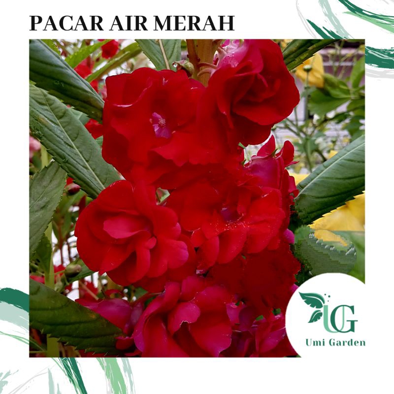 Jual Aneka Warna Benih Bunga Pacar Air Tumpuk Impatiens Balsamina Pink ...