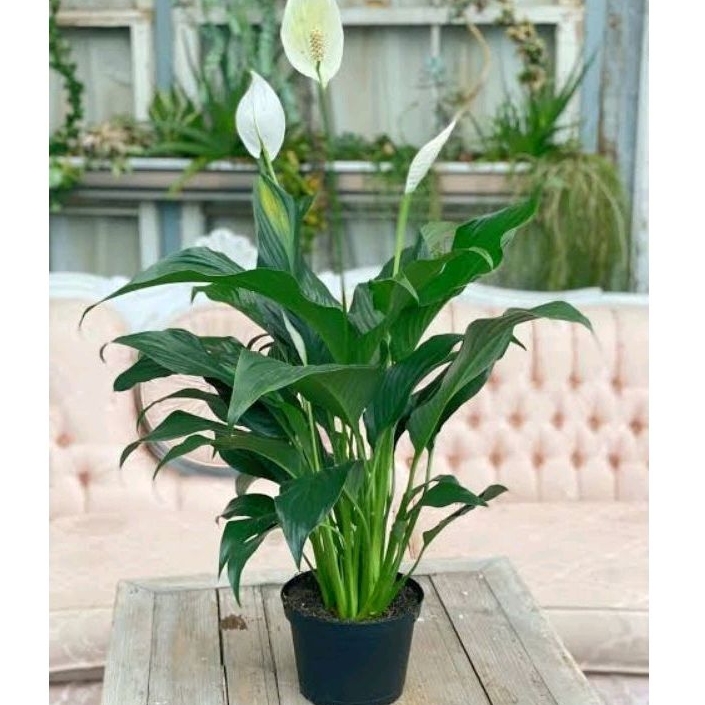 Jual Tanaman hias bunga Peace Lily atau lili perdamaian | Plantasteid ...