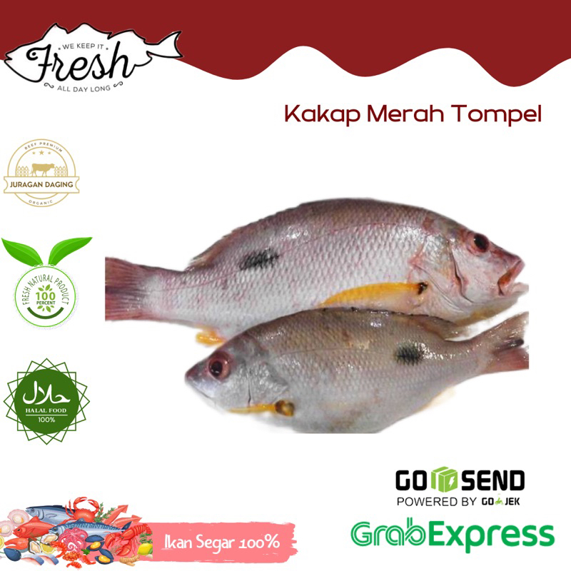 Jual IKAN KAKAP TOMPEL/KAKAP TANDA FRESH 1kg | Shopee Indonesia