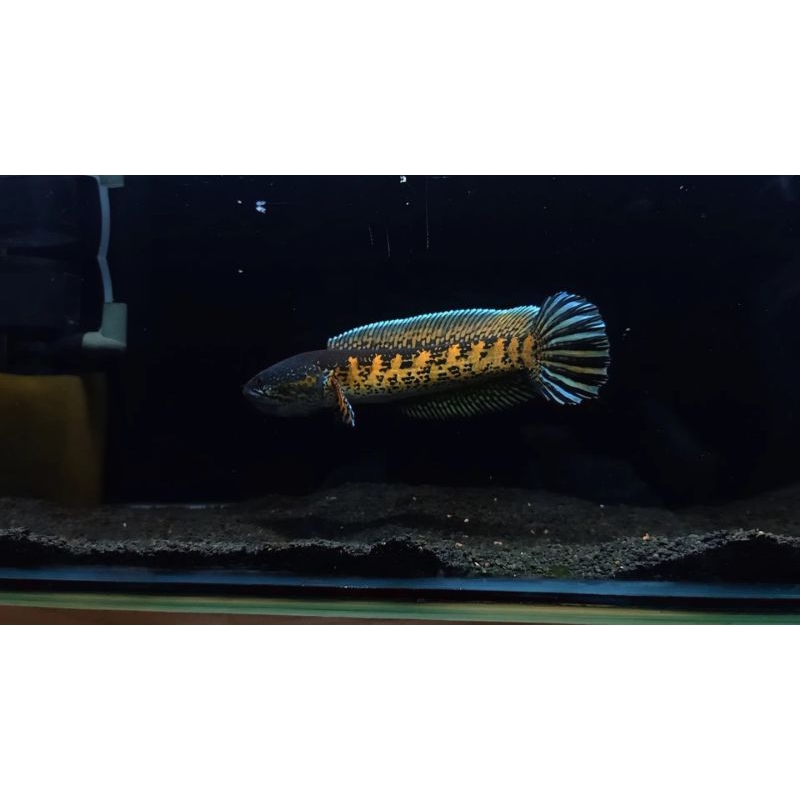 Jual channa auranti 23cm-+ bar simet rapih | Shopee Indonesia