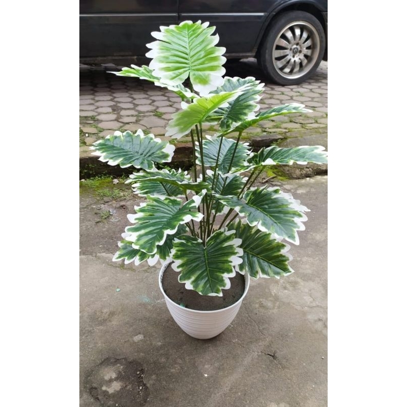 Jual tanaman dan pot / talas imitasi keladi artificial bunga keladi ...