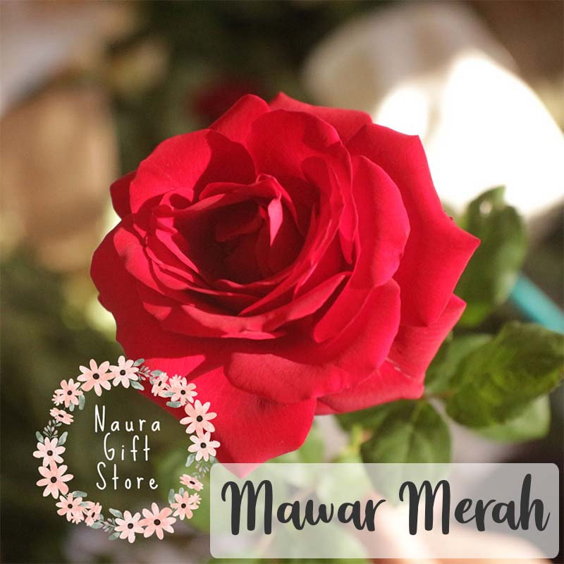 Jual Bunga Mawar Merah Fresh Asli Bandung isi 20 batang | Shopee Indonesia