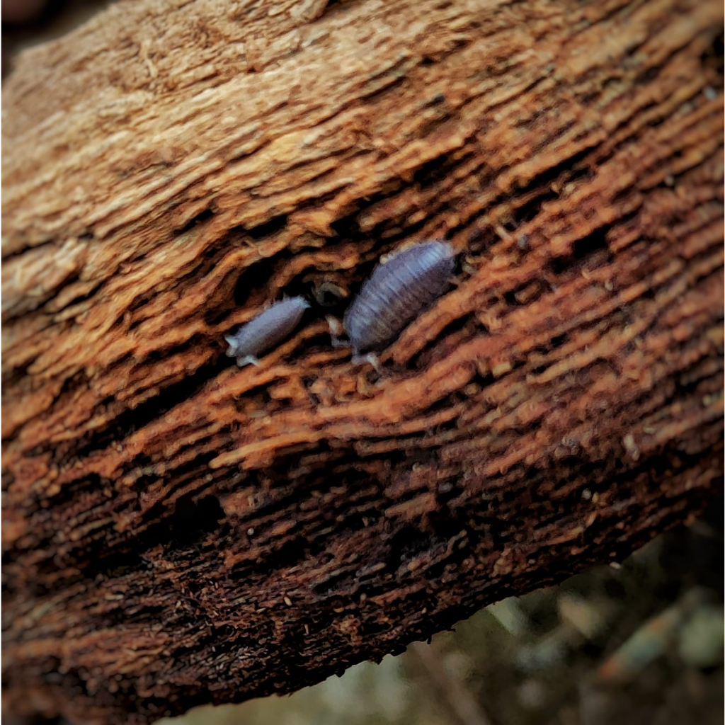 Jual Nagurus Nanus Isopod pembersih terrarium paludarium | Shopee Indonesia