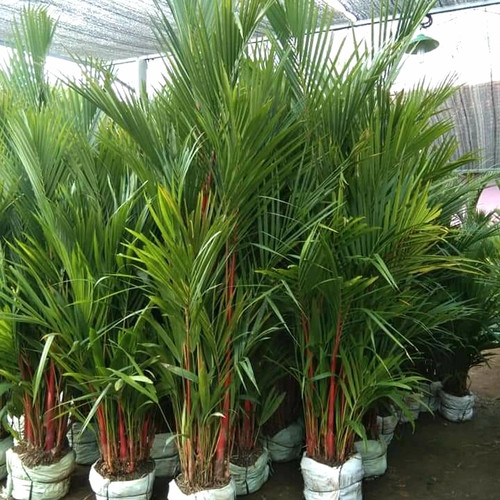 Jual PALEM MERAH Cyrtostachys renda pinang merah PALEM KIPAS PALEM KOL ...