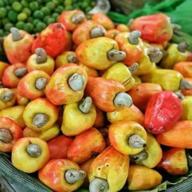 Jual JAMBU METE 500gr 1kg / JAMBU MONYET / JAMBU MENTE /BUAH TROPIS | Shopee Indonesia