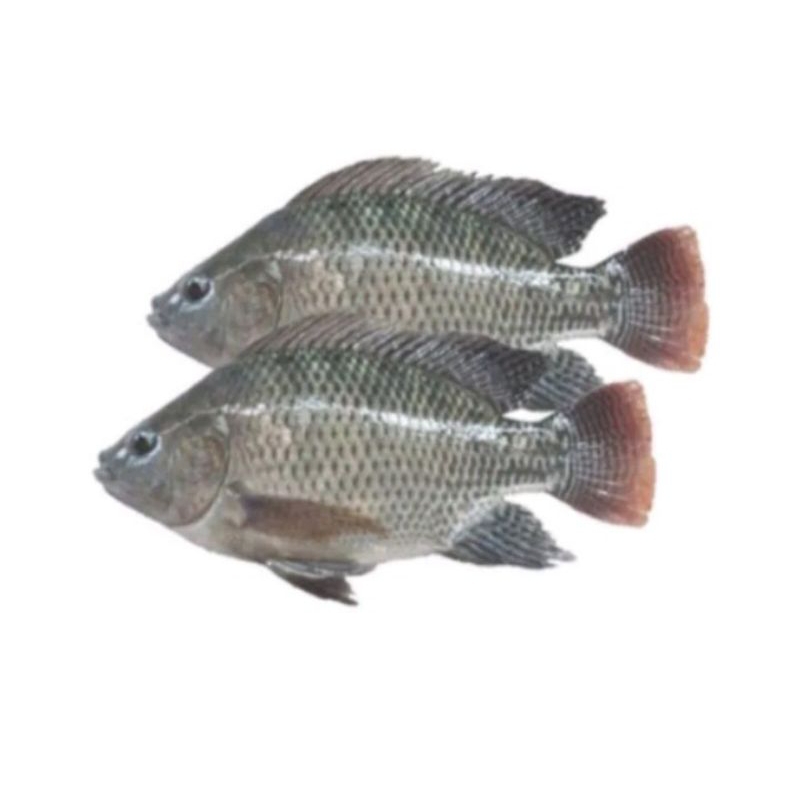 Jual Ikan mujaer fresh 1kg | Shopee Indonesia