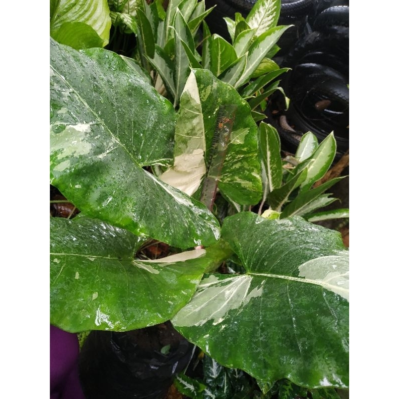 Jual Tanaman Hias Sente Varigata, Talas Varigata | Shopee Indonesia