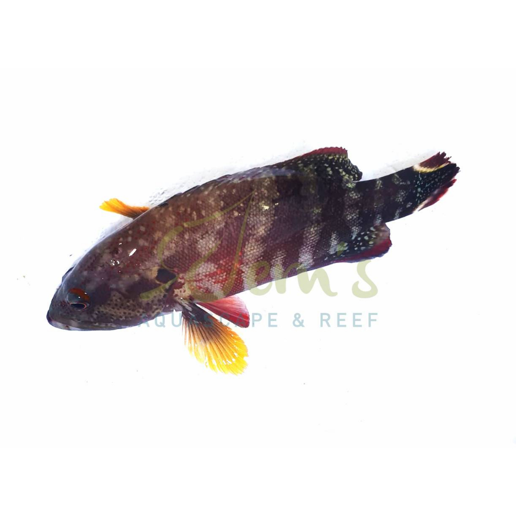 Jual Ikan Air Laut Kerapu Ekor Gunting (V-tail / Flagtail Grouper ...