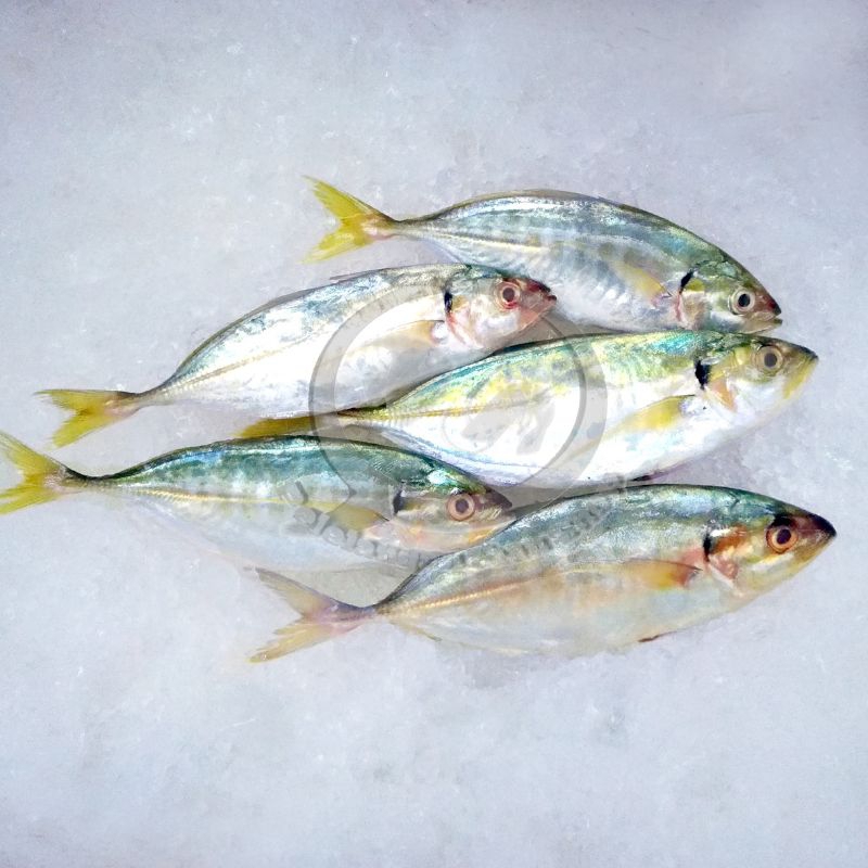 Jual Ikan Kembung Como segar 1 kg | Shopee Indonesia