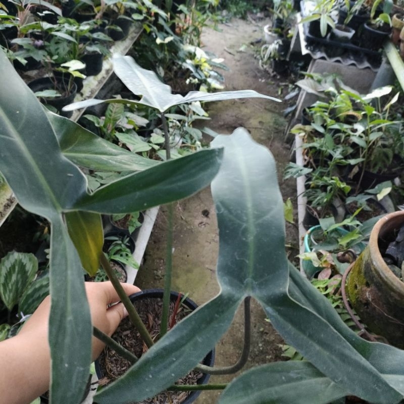 Jual Philodendron mexicanum (khusus p. Jawa dan Bali) | Shopee Indonesia