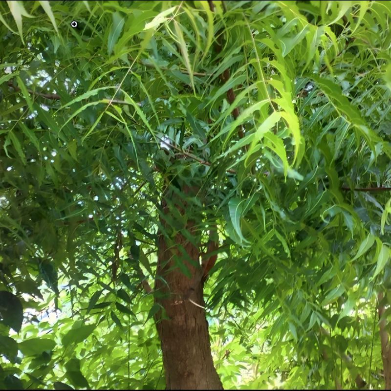 Jual Bibit Tanaman Mimba Herbal Kulit Alami Siap Tanam | Shopee Indonesia