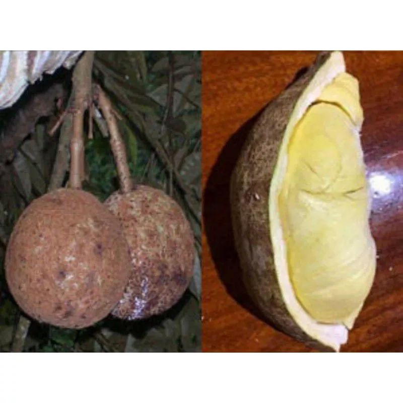 Jual Durian Gundul | Shopee Indonesia