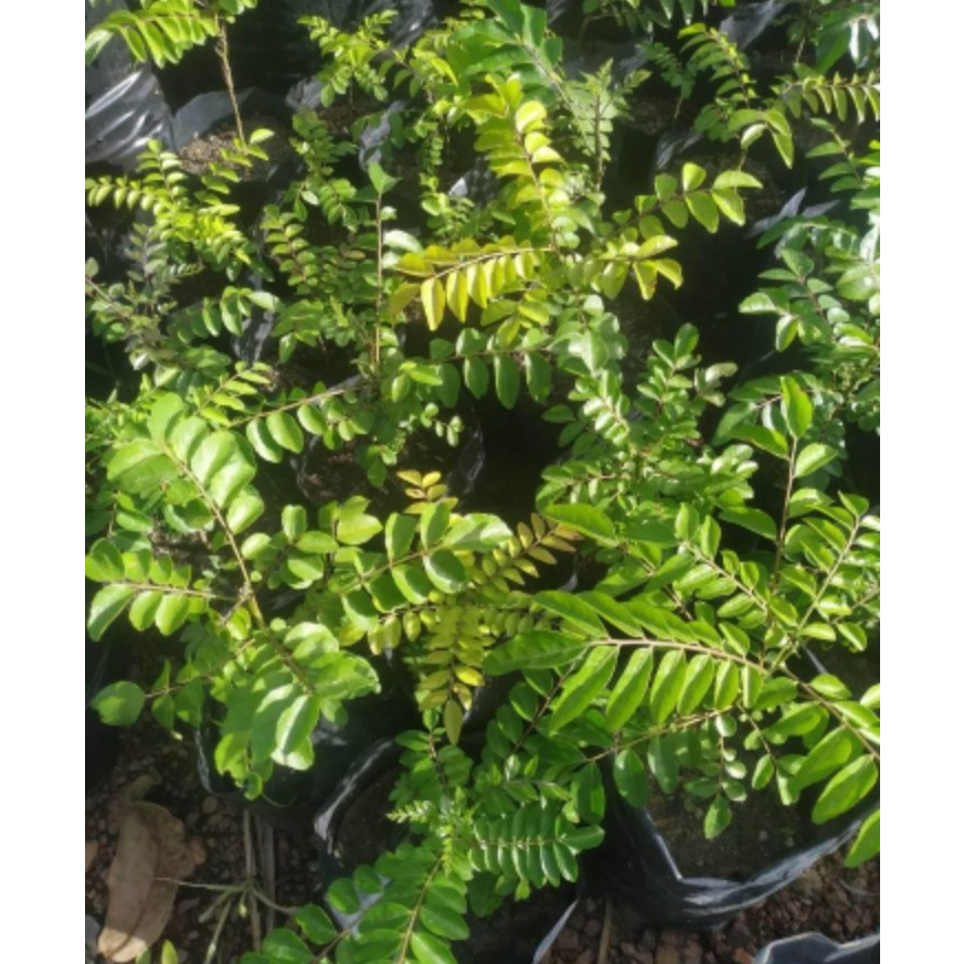 Jual Temurui/daun kari anakan 15-30 cm | Shopee Indonesia