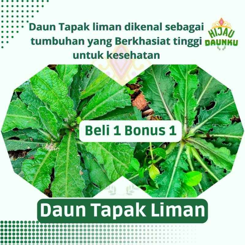 Jual Daun Tapak Liman Fresh Bibit Tanaman Obat Herbal Manjur Alami Dan ...
