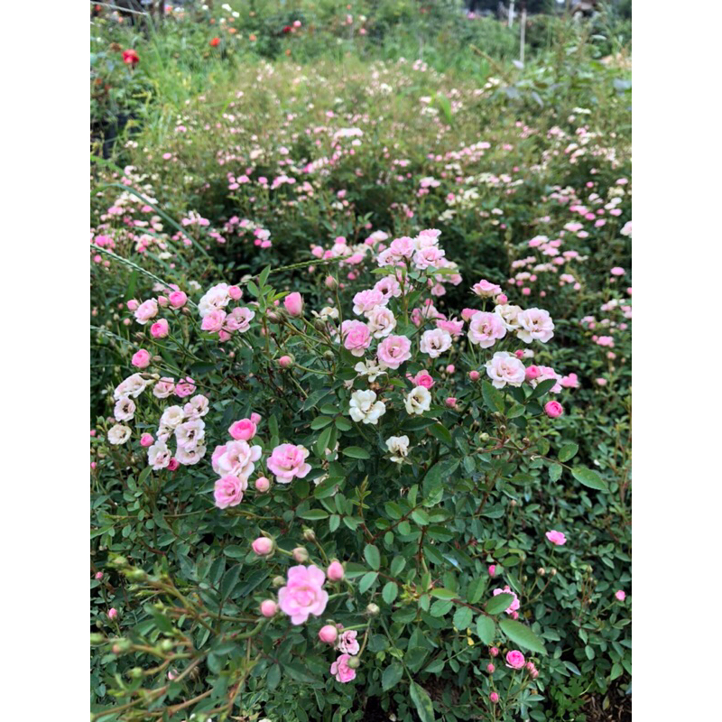 Jual Paket 10 Pohon Mawar Baby Rose Super Rimbun | Shopee Indonesia