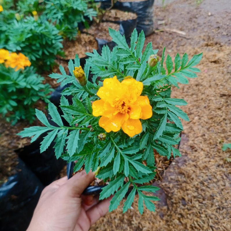 Jual pohon Marigold kuning - Tanaman Hias Marigold kuning - pohon ...