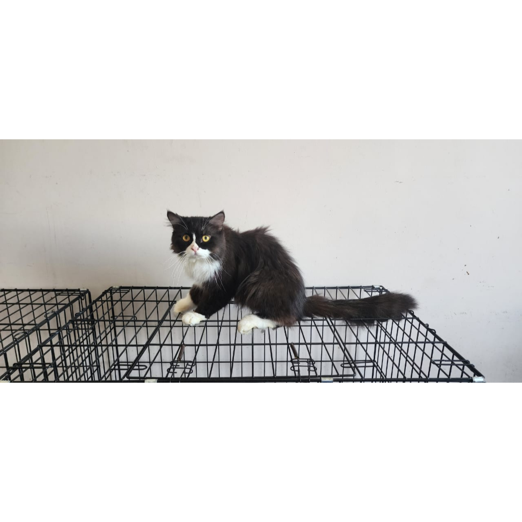 Jual LA Anak Kucing Kitten Mainecoon Batman Hitam Putih Jantan | Shopee ...