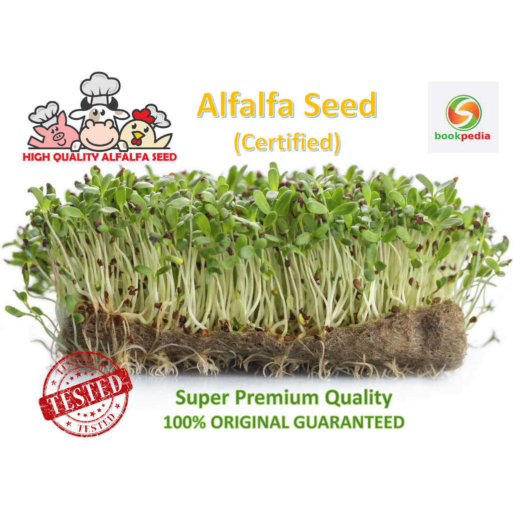 Jual Benih Bibit Premium ALFALFA Seed Certified High Quality 100% ...