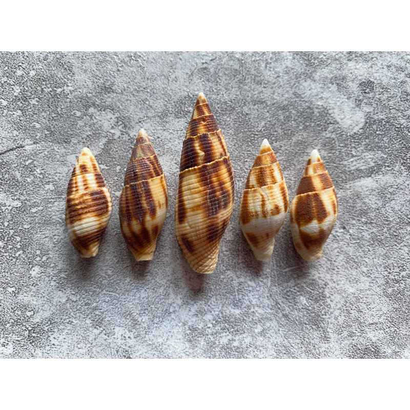 Jual CANGKANG KERANG MITRA EREMITARUM | Shopee Indonesia