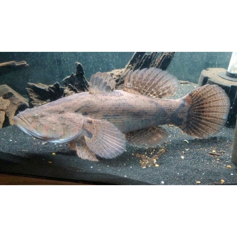 Jual ikan betutu, ikan gabus malas, marbel goby | Shopee Indonesia