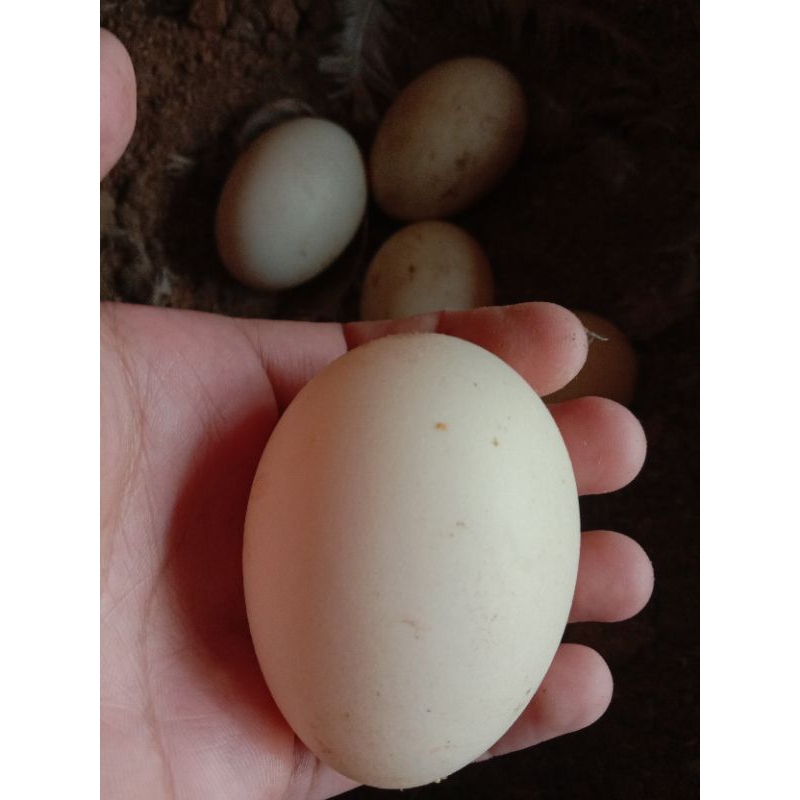 Jual telur fertil entok ori jumbo blitar | Shopee Indonesia