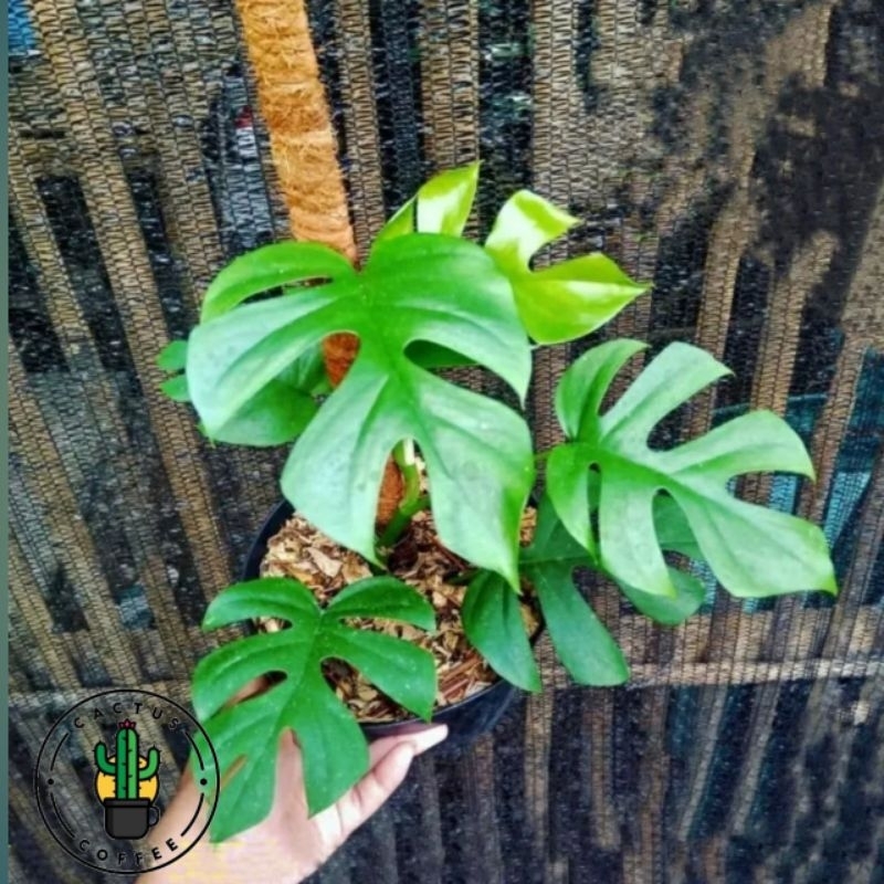 Jual PROMO Tanaman Hias Philodendron Monstera Rhapidopora Pertusa ...