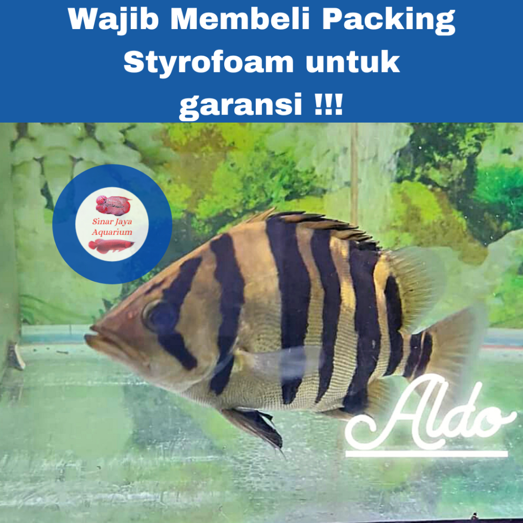Jual Ikan Tiger Datz Borneo Kalimantan 4 Bar Simetris Tebal Warna Cerah ...