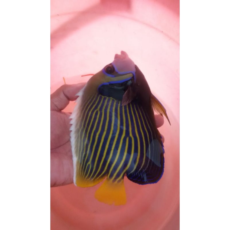 Jual ikan angel batman | Shopee Indonesia