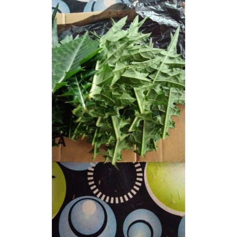 Jual Daun Daruju deruju jeruju herbal | per lembar | Shopee Indonesia