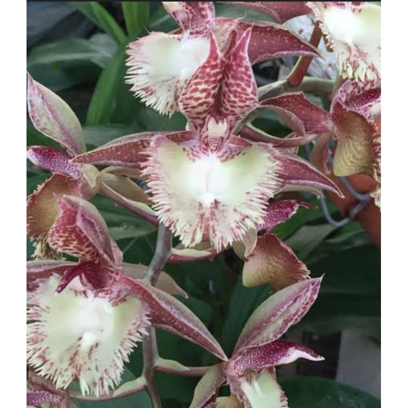 Jual Catasetum Frilly Doris x Spitzy | Shopee Indonesia