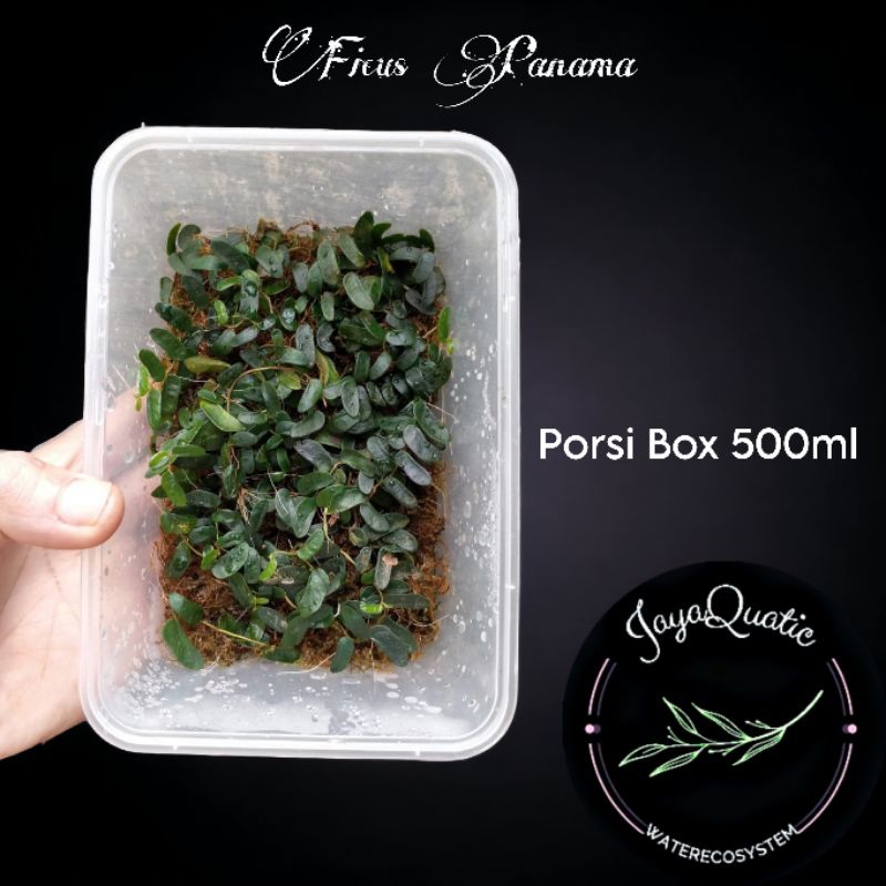Jual Ficus Panama Porsi Box 500ml - Tanaman Hias Rambat Paludarium ...