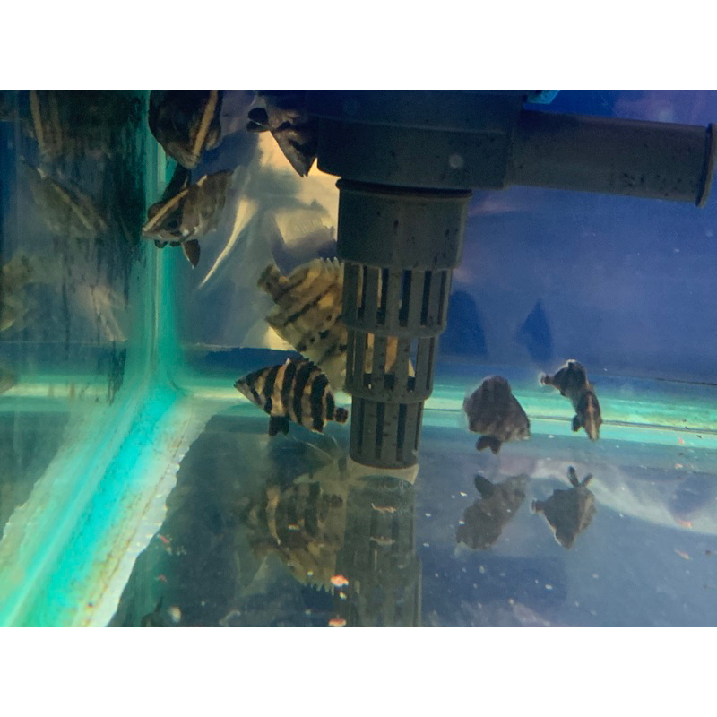 Jual Baby Datz Sumatra 4 bar simetris | Shopee Indonesia