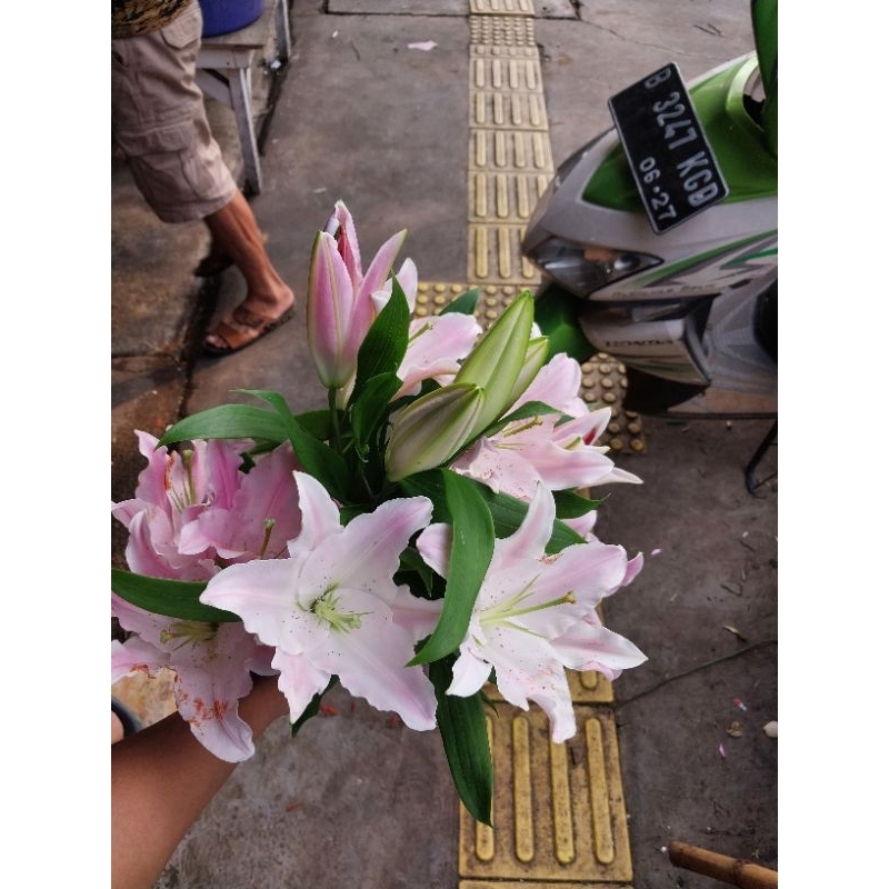 Jual bunga lily warna pink | bunga segar | harga pertangkai | Shopee ...