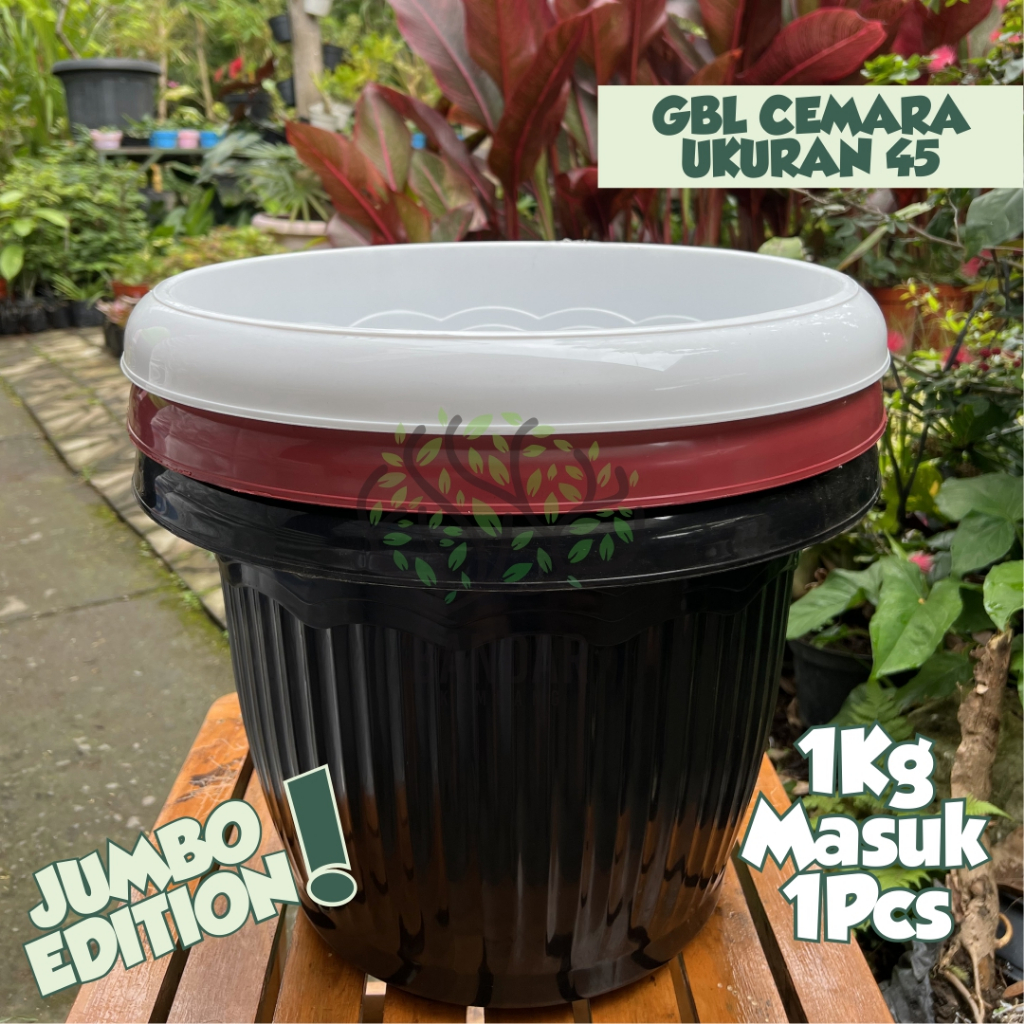 Jual GBL Cemara 45 Pot Premium Jumbo Warna Hitam Merah Putih Pot ...