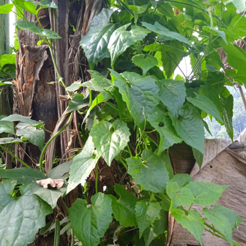 Jual Daun sembung rambat segar petik langsung 1 kg | Shopee Indonesia