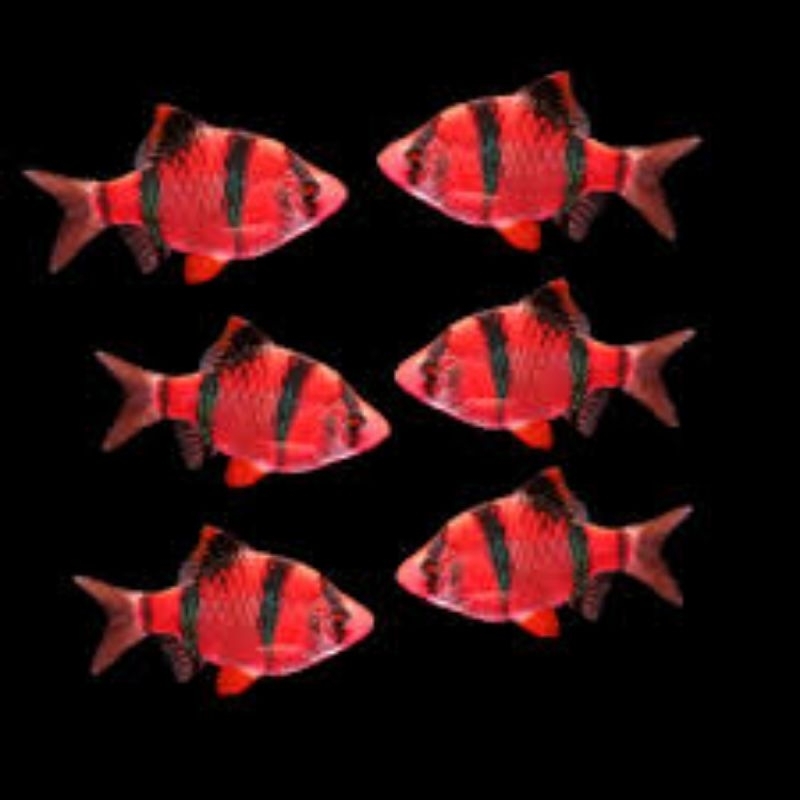Jual sumatra tiger glofish | Shopee Indonesia