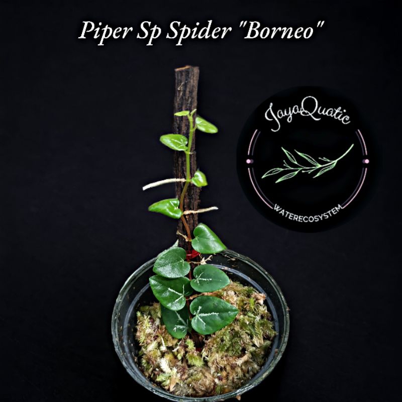 Jual PIPER SP SPIDER "BORNEO" - TANAMAN HIAS RAMBAT PALUDARIUM ...