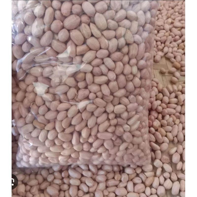 Jual 1KG BENIH KACANG TANAH VARIETAS INDIA UNGGUL | Shopee Indonesia