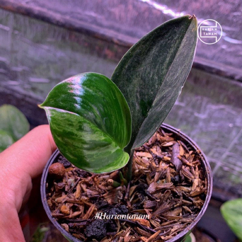 Jual Scindapsus treubii Black variegata marble (Include pot & media ...