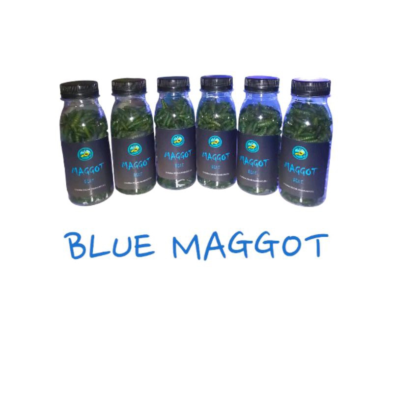 Jual Blue Maggot Kering Pakan Ikan Kemasan 100ml | Shopee Indonesia