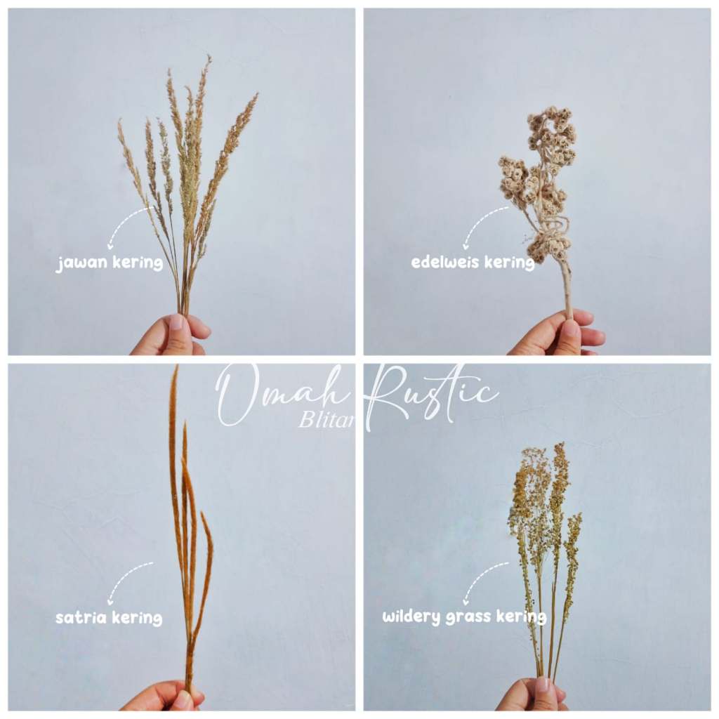 Jual BUNGA KERING/ DRIED FLOWER/ BUNGA HIAS/ BUNGA KERING ALAMI ...