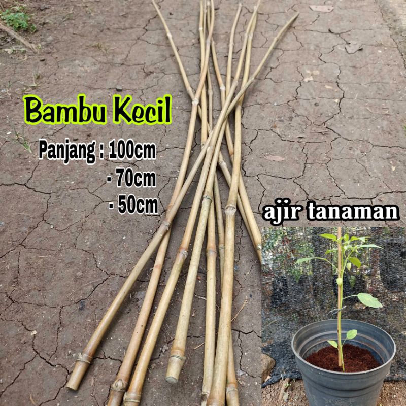 Jual Bambu Mini 100cm/Turus Tiang Penyangga Ajir Tanaman Bambu Kecil ...