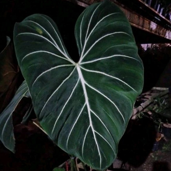 Jual Philodendron gloriosum philo gloriosum | Shopee Indonesia
