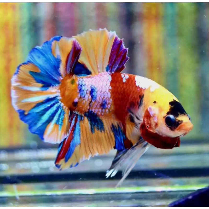 Jual Cupang Gian Yellowbass bahan cello notol-notol | Shopee Indonesia